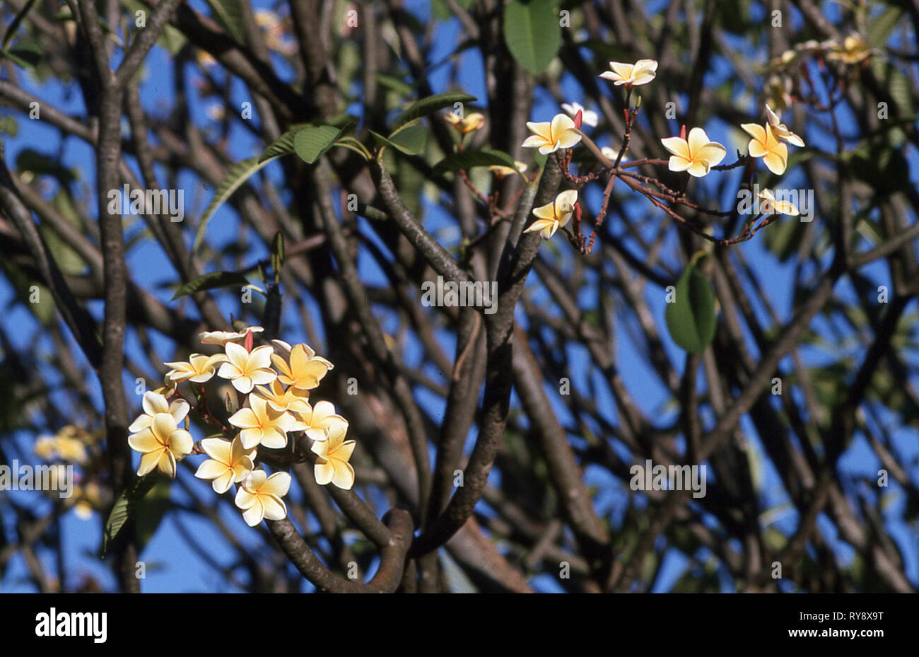 KENYA; LAKE BARINGO COUNTRY CLUB; YELLOW FRANGIPANI (PLUMARIA RUBRA ...