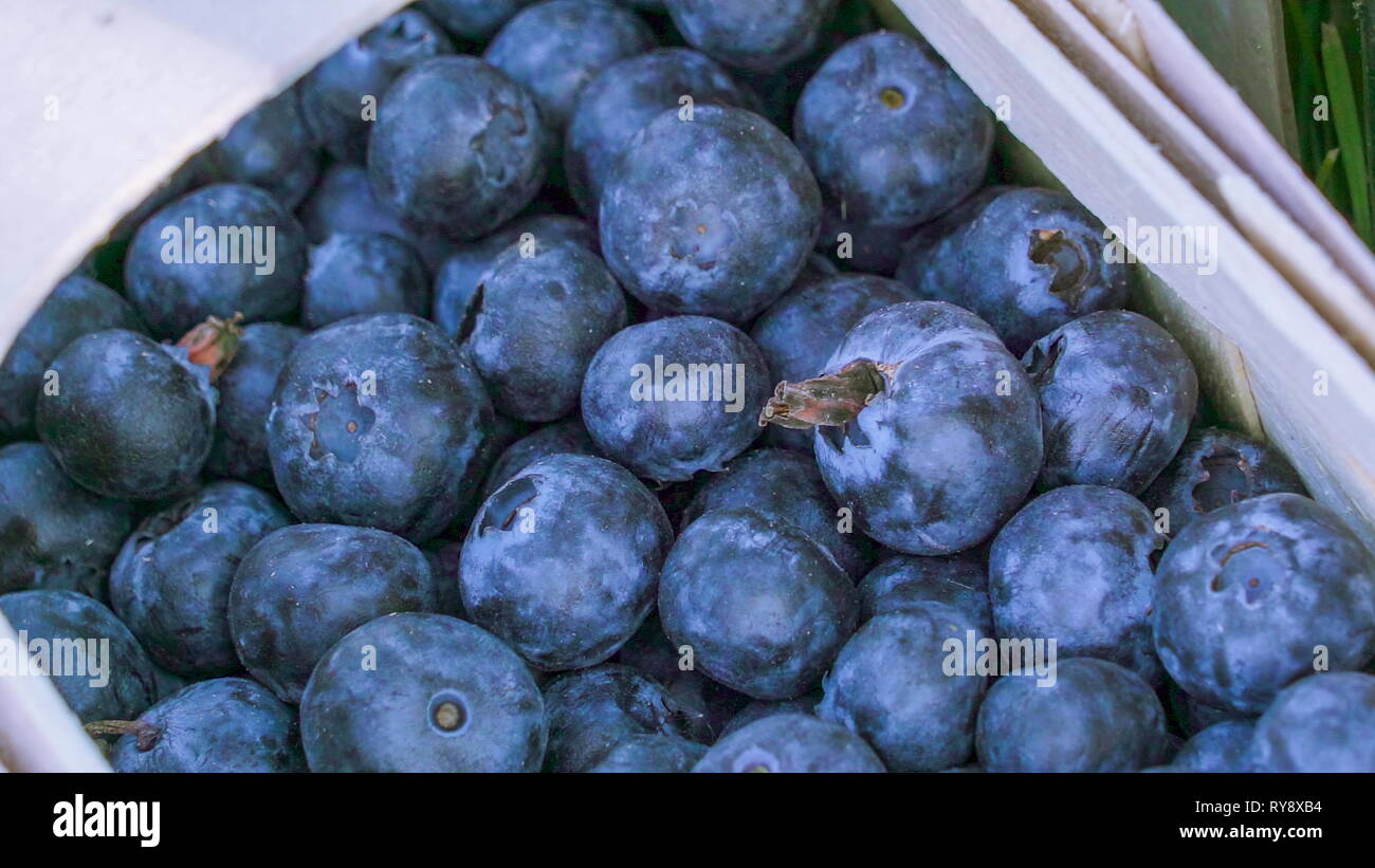 Fresh blueberries on the boxes ready for transport also known as the ...