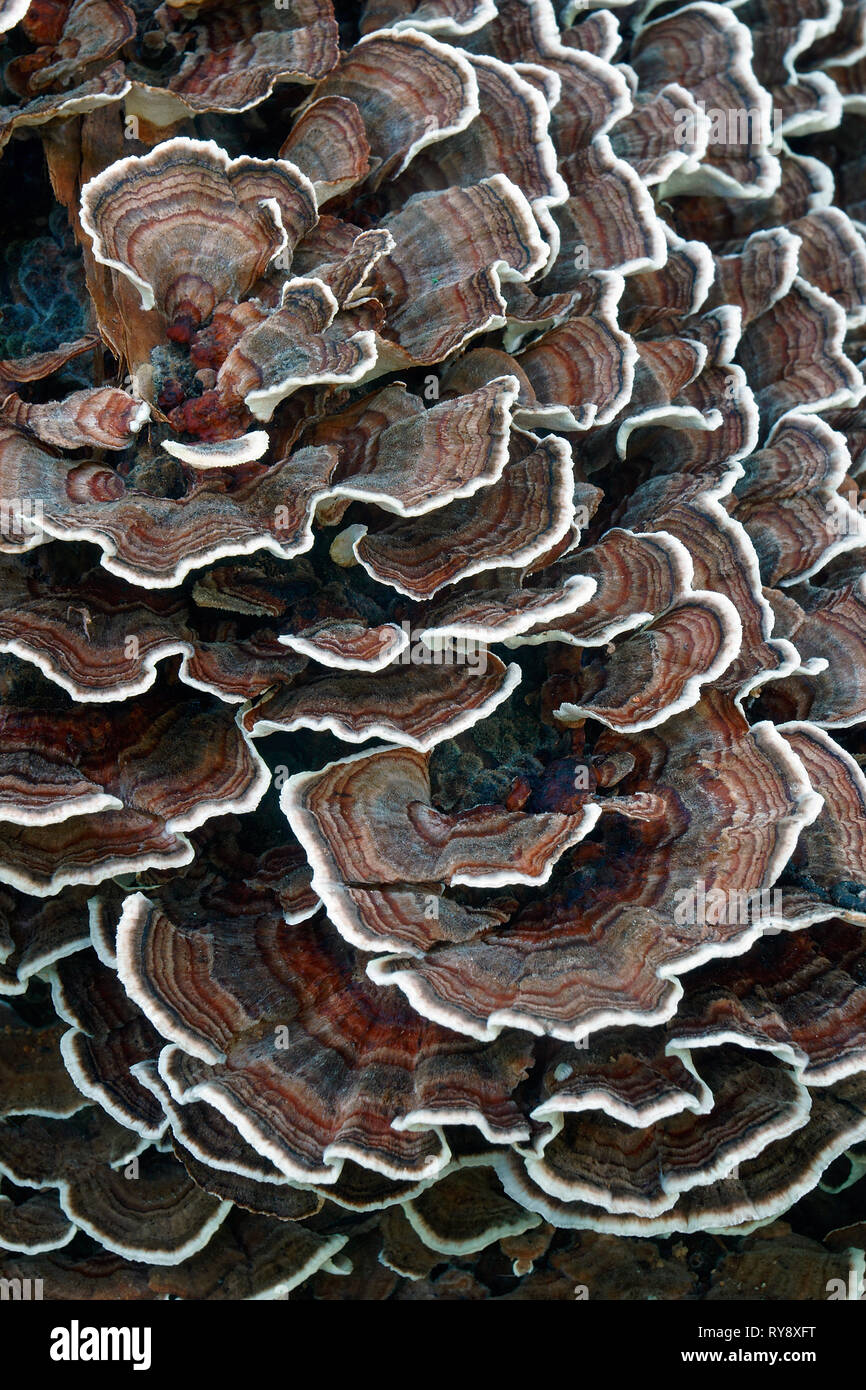 Turkey tail (Trametes versicolor). Another scientific names are ...