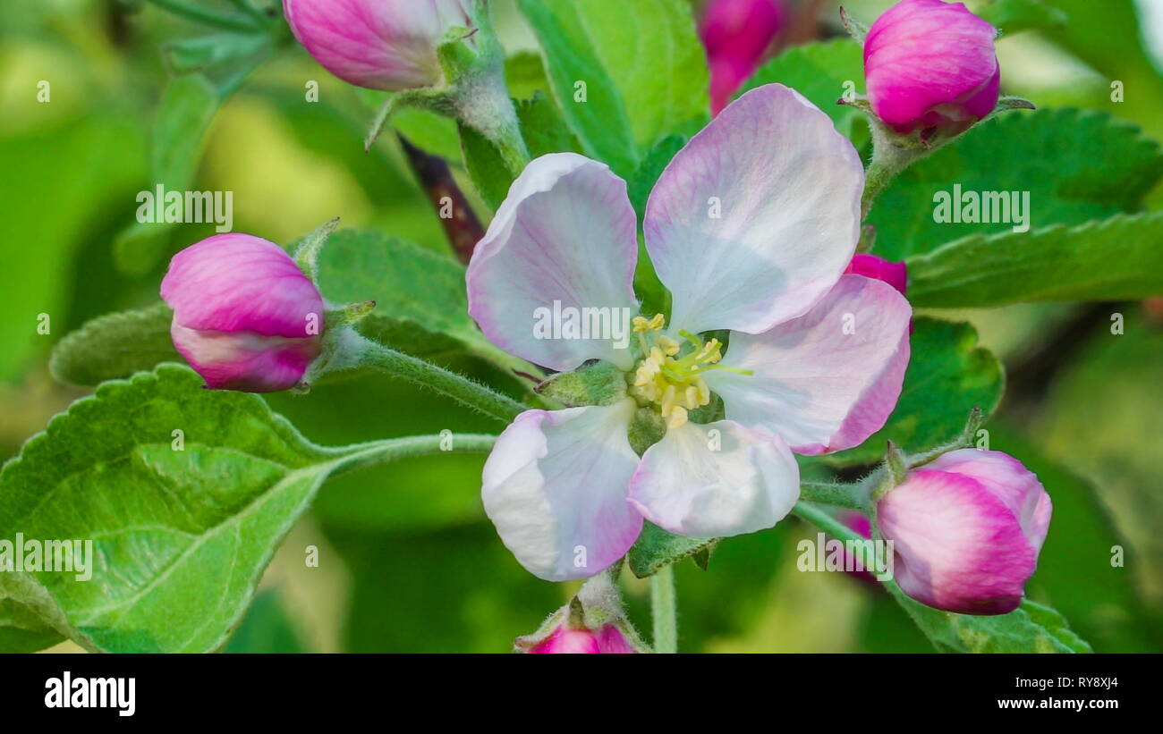 The blooming flower of the apple tree in the farm with the pink and ...
