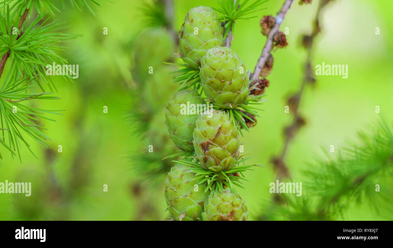 The tiny cones of the Larix tree in the garden growing on the stems and ...