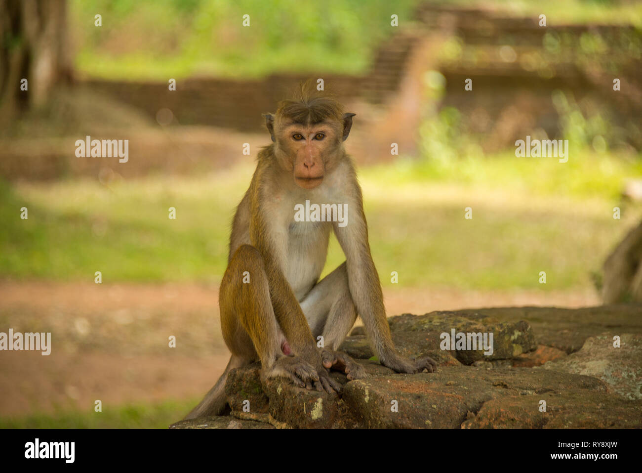 Asia, Sri Lanka, Mihintale, toque macaque, macaca sinica Stock Photo ...