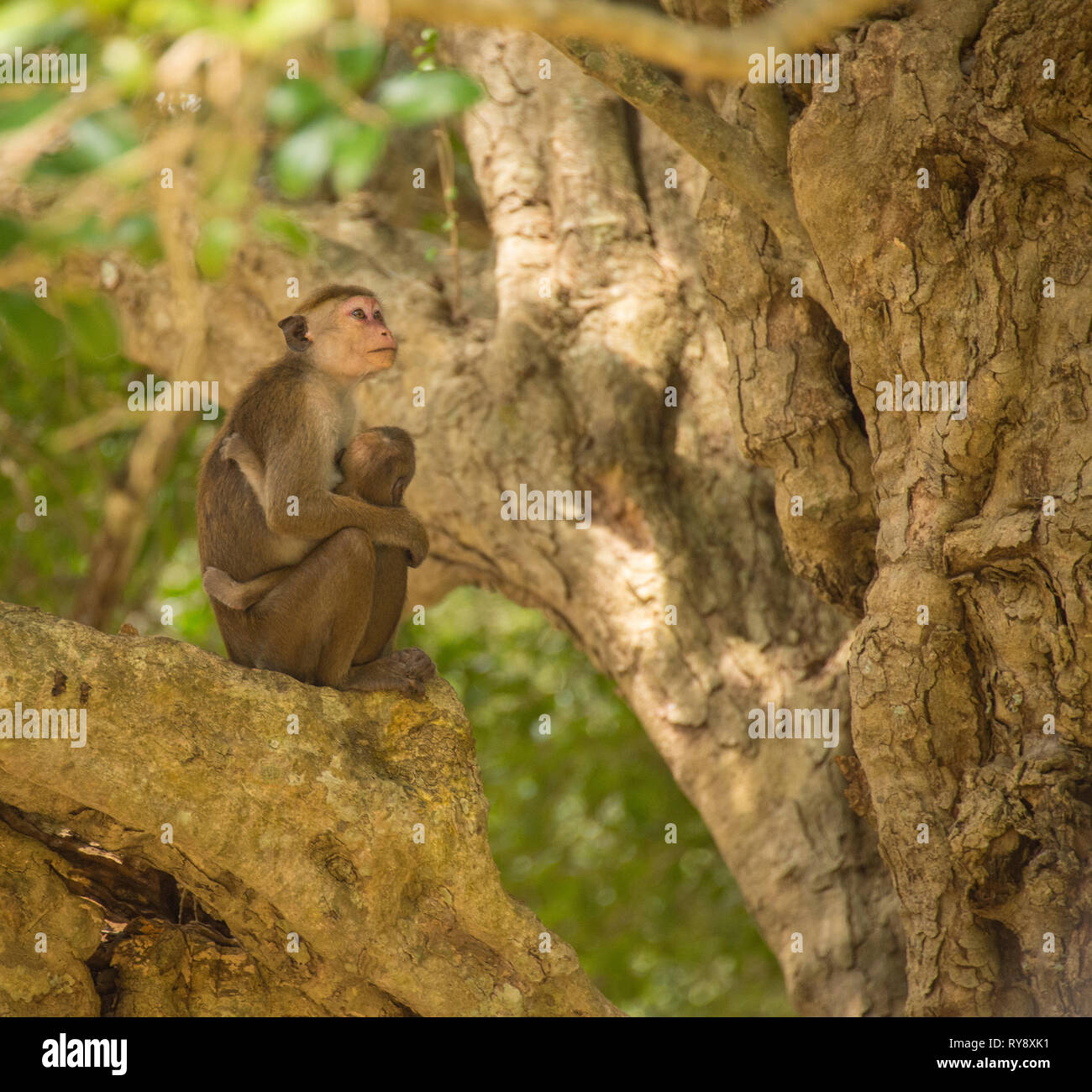 Asia, Sri Lanka, Mihintale, toque macaque, macaca sinica Stock Photo ...
