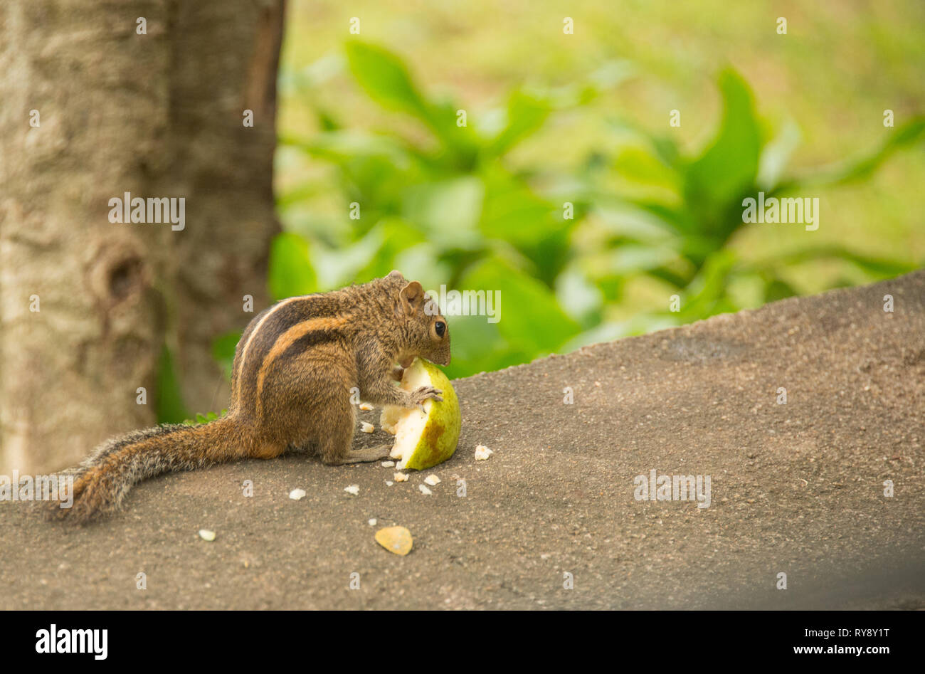 Indian Palm Squirrels High Resolution Stock Photography and Images - Alamy
