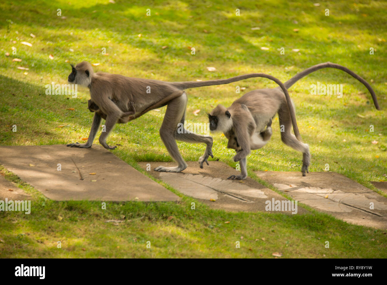 Monkeys primate primates monkies simian simians animal animals hi-res ...