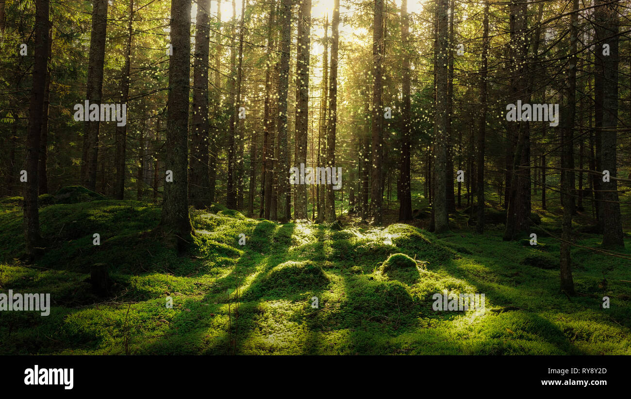 Magical fairytale forest. Coniferous forest covered of green moss ...