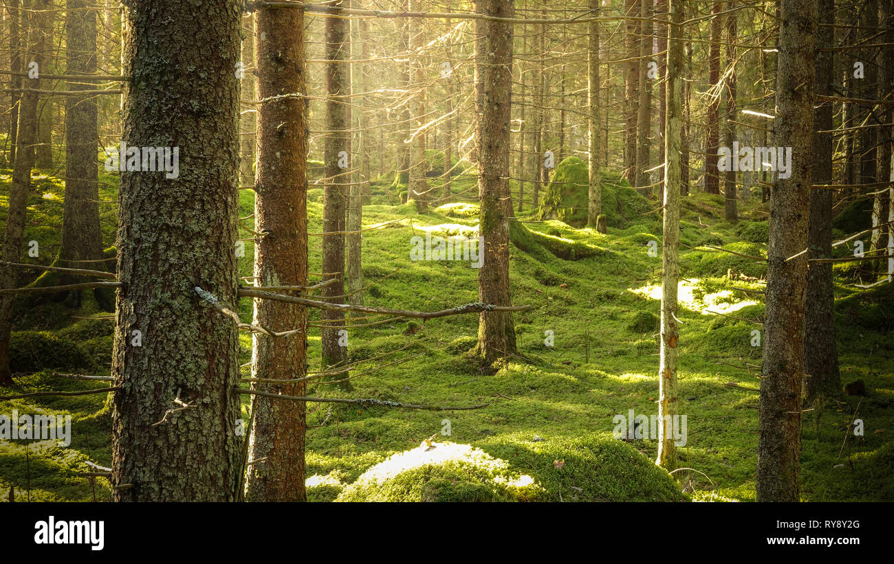Spruce trees in green mossy forest in beautiful foggy sunlight Stock ...
