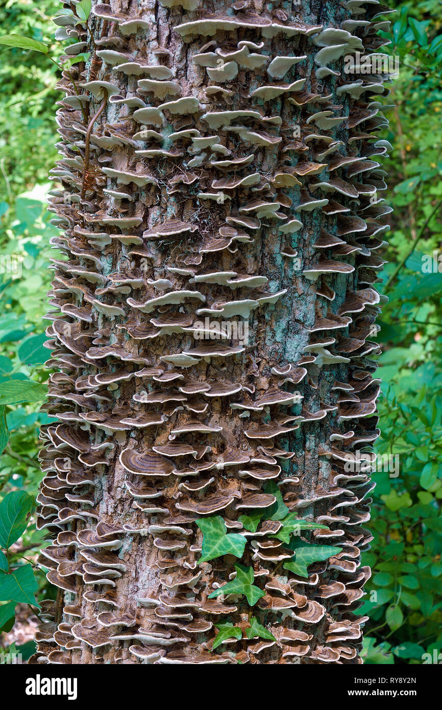 Turkey tail (Trametes versicolor). Another scientific names are ...