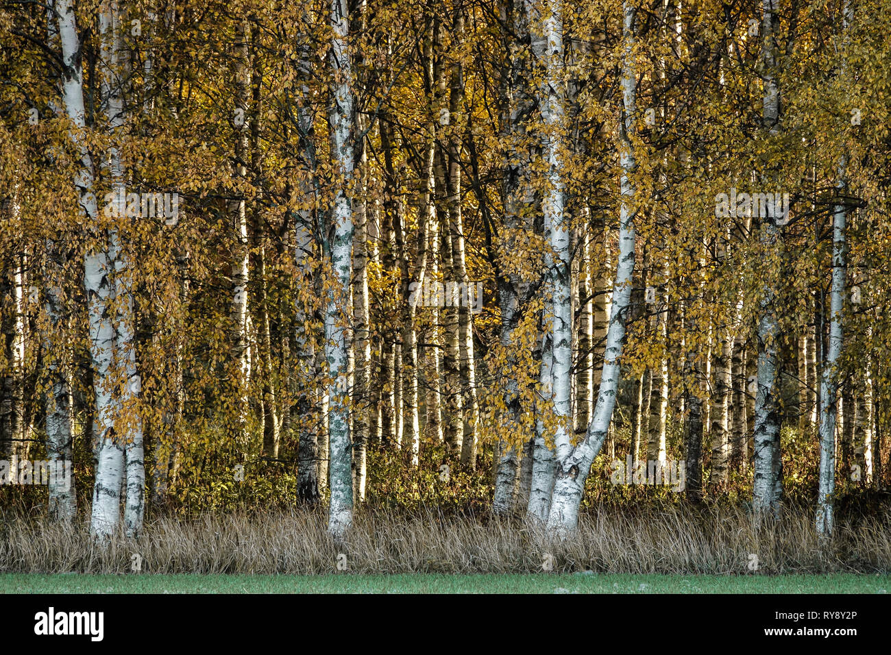 Golden landscape hi-res stock photography and images - Alamy