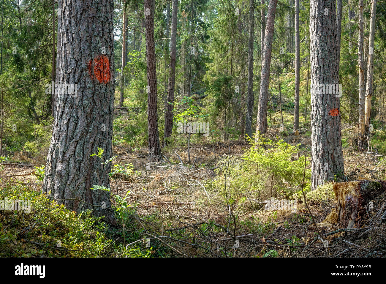 Trees marked for deforestation / harvesting of forest. Sweden Stock ...