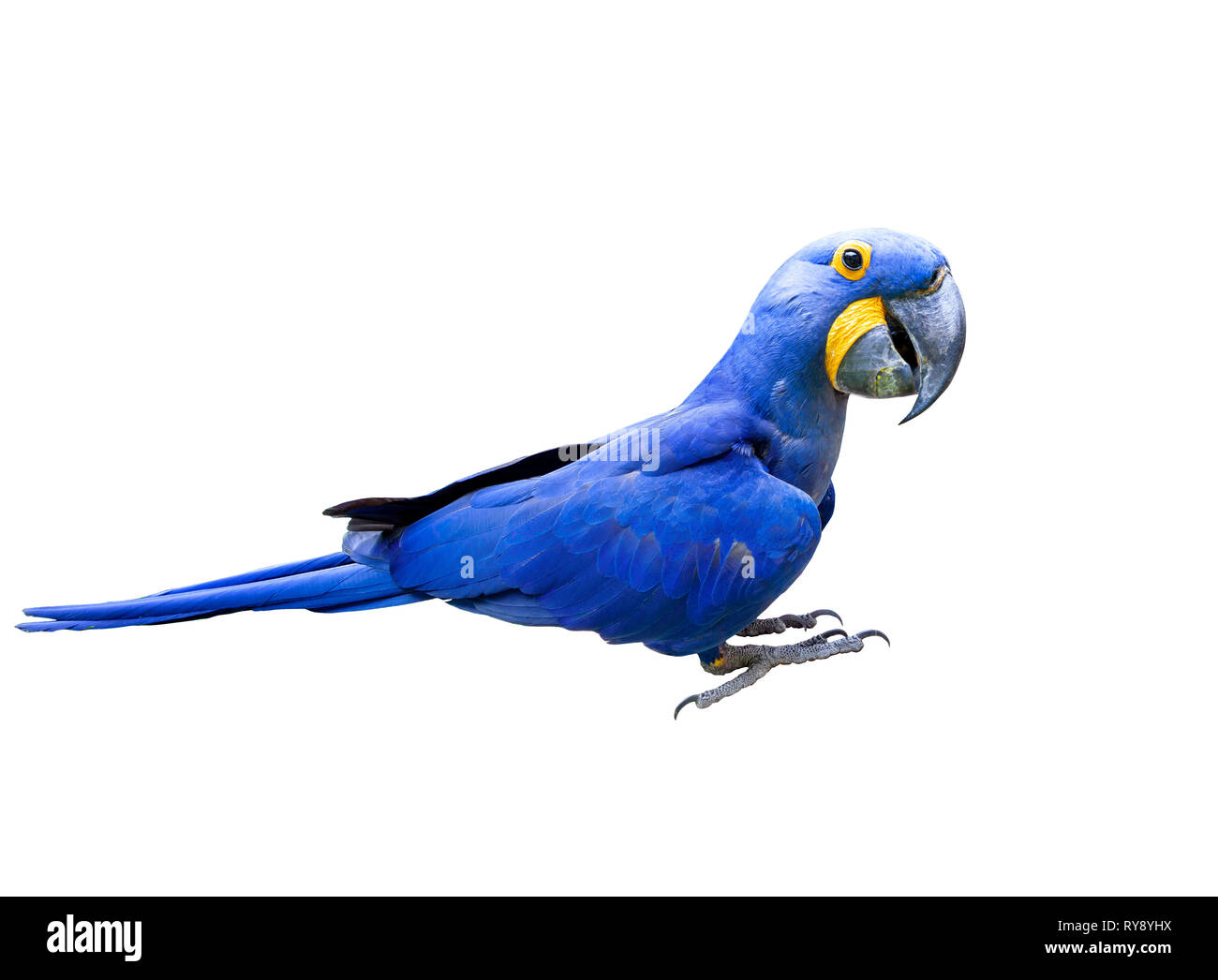 side view full body of hyacin macaw bird isolated white background ...