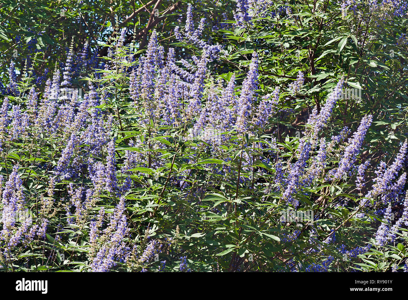 Chaste tree (Vitex agnus-castus). Called Vitex, Chasteberry, Abraham's ...