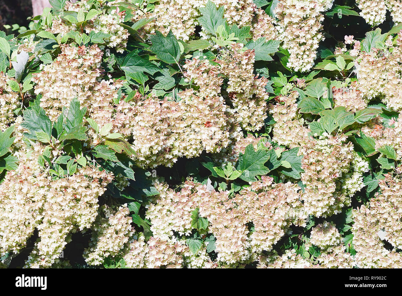 Snowflake oakleaf hydrangea (Hydrangea quercifolia Snowflake Stock ...