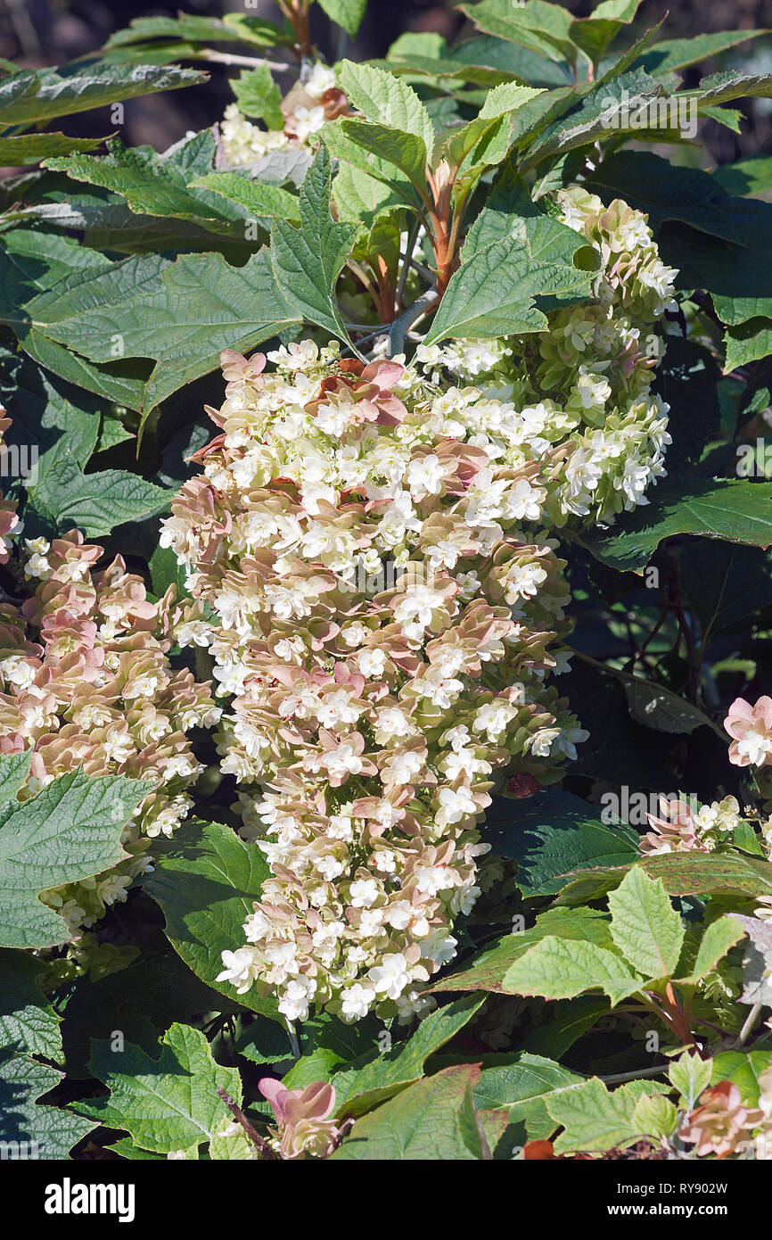 Snowflake oakleaf hydrangea (Hydrangea quercifolia Snowflake Stock ...