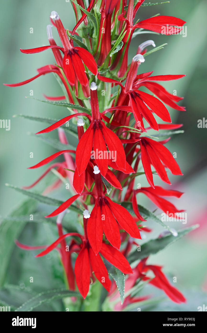Cardinal flower (Lobelia cardinalis Stock Photo - Alamy