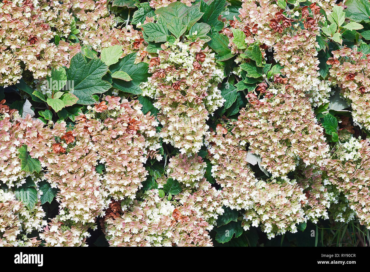 Snowflake oakleaf hydrangea (Hydrangea quercifolia Snowflake Stock ...