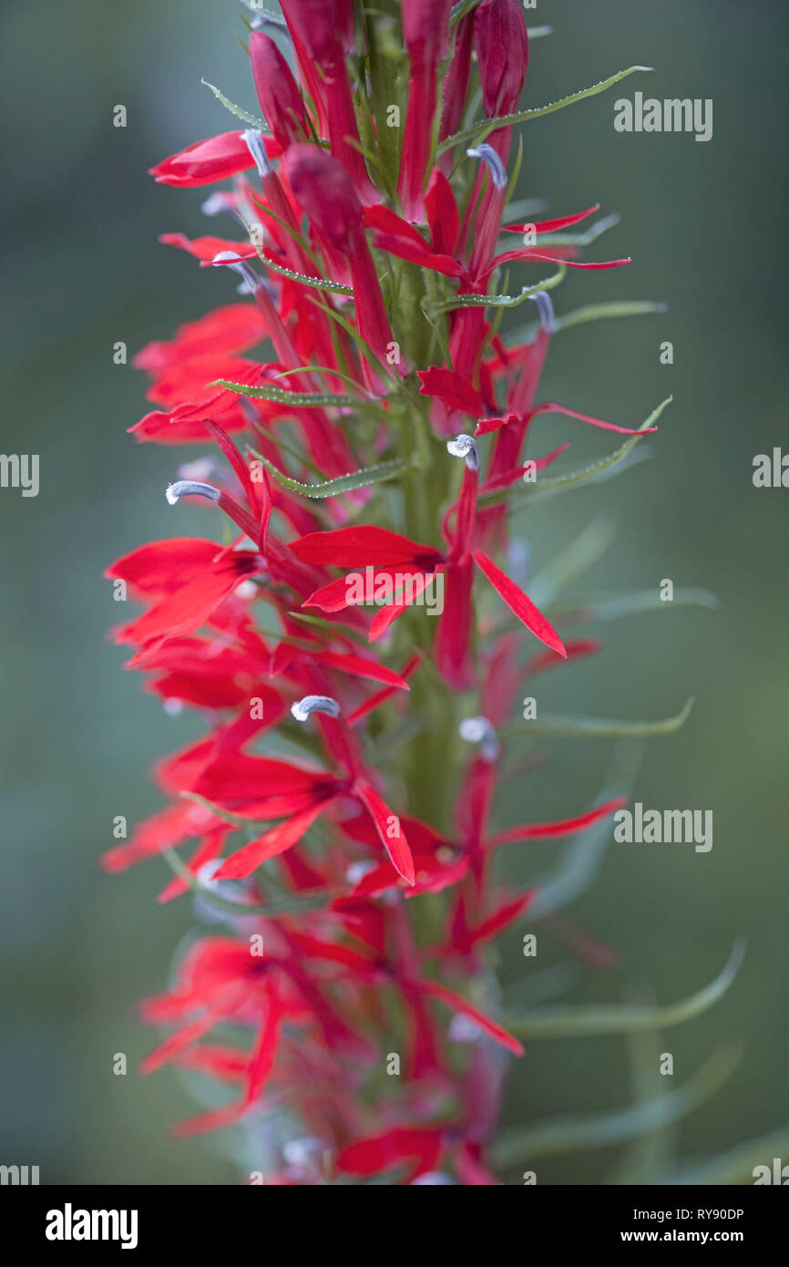 Lobelia cardinalis hi-res stock photography and images - Alamy
