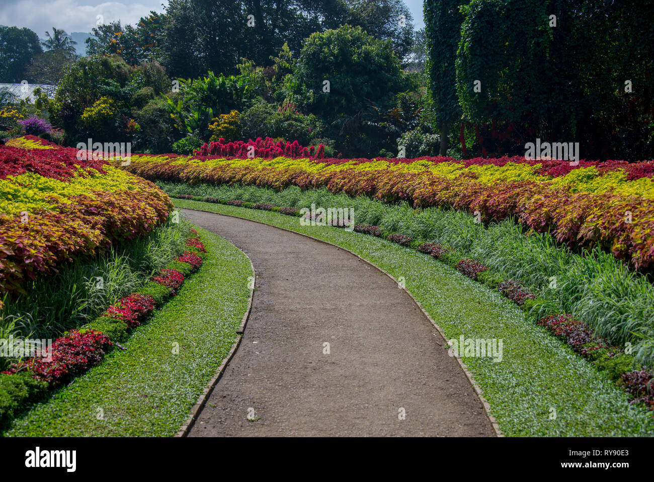Asia, Sri Lanka, Kandy, Royal Botanic Garden Peradeniya Stock Photo - Alamy
