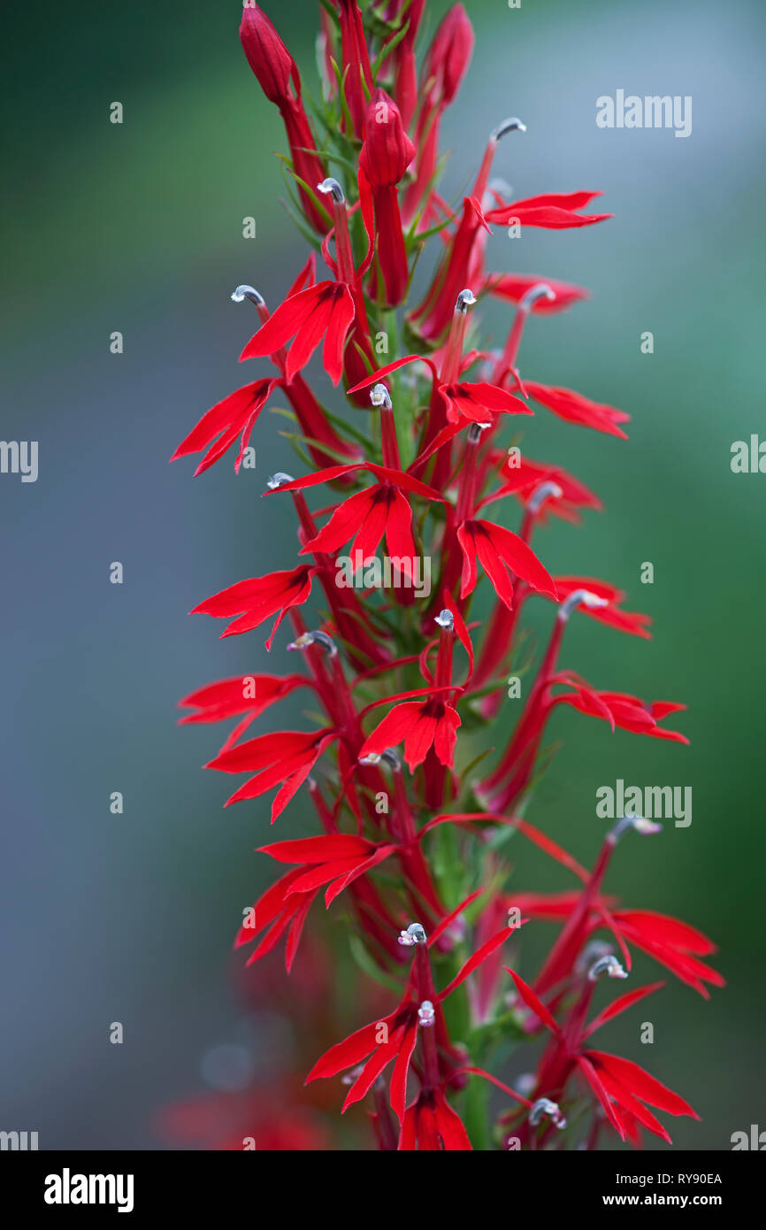Cardinal flower (Lobelia cardinalis Stock Photo - Alamy