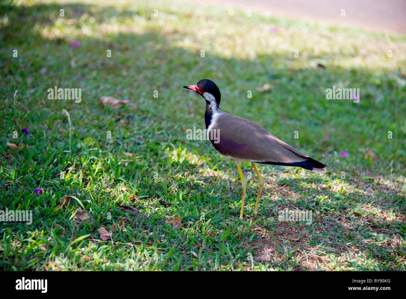 Asia, Sri Lanka, Yala National Park, red-wattled lapwing, Vanellus ...