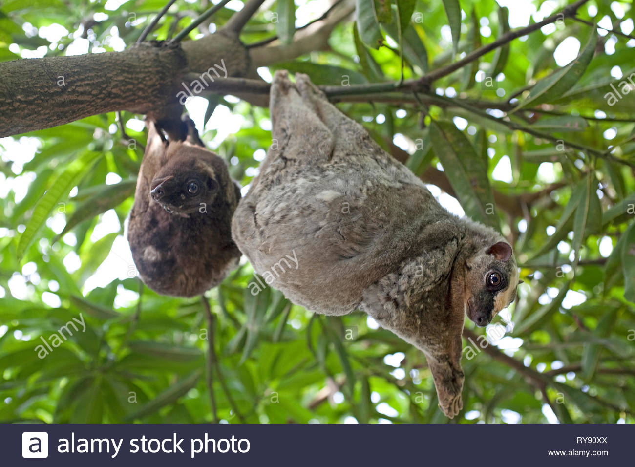 Cynocephalidae Stock Photos & Cynocephalidae Stock Images - Alamy