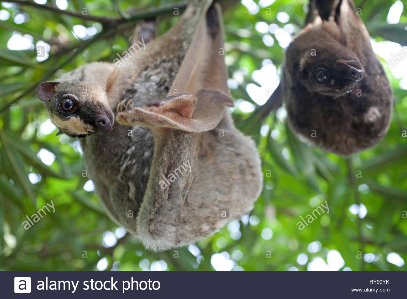 Cynocephalidae Stock Photos & Cynocephalidae Stock Images - Alamy