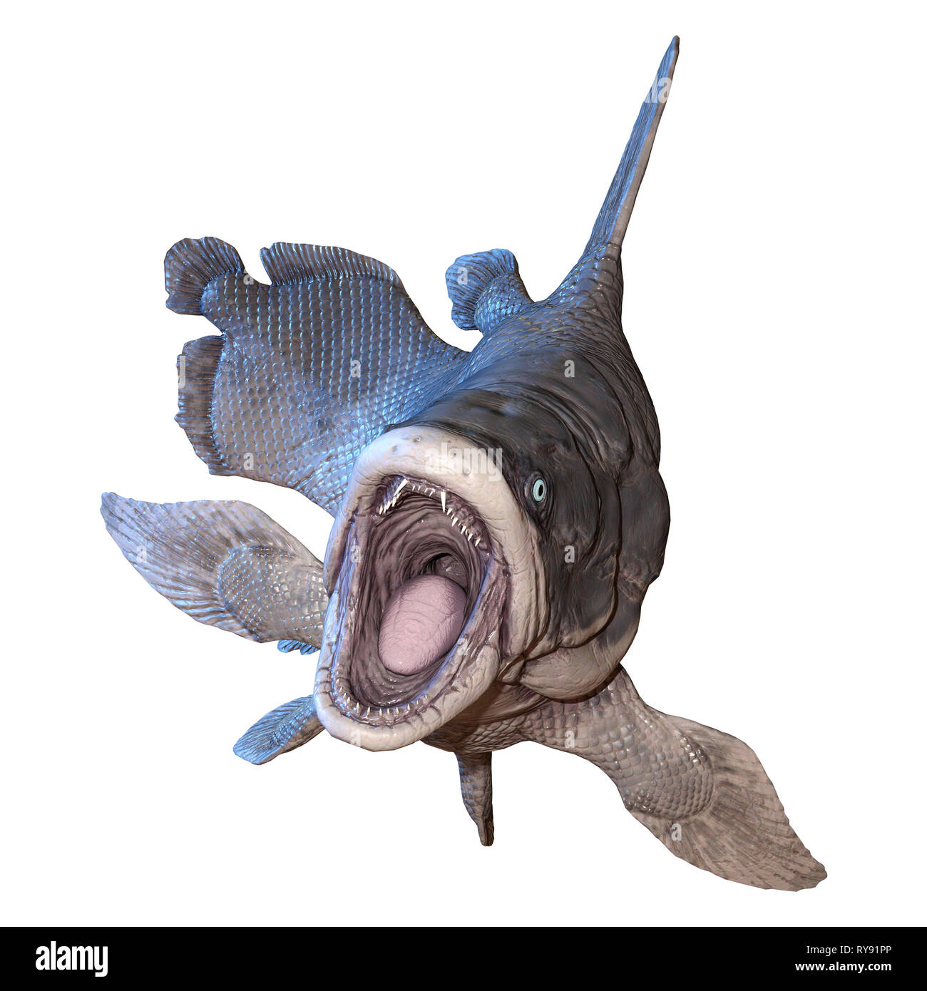 3D rendering of a Mawsonia, an extinct genus of prehistoric coelacanth ...