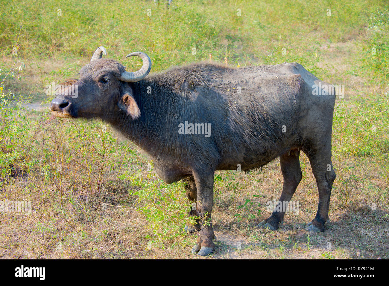 Asia, Sri Lanka, Yala National Park, wild water buffalo, Bubalus ...
