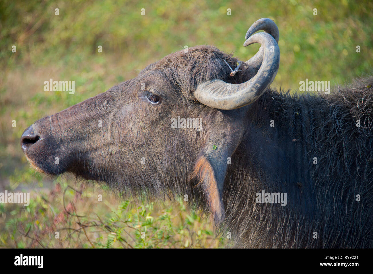 Bubalus bubalis hi-res stock photography and images - Alamy