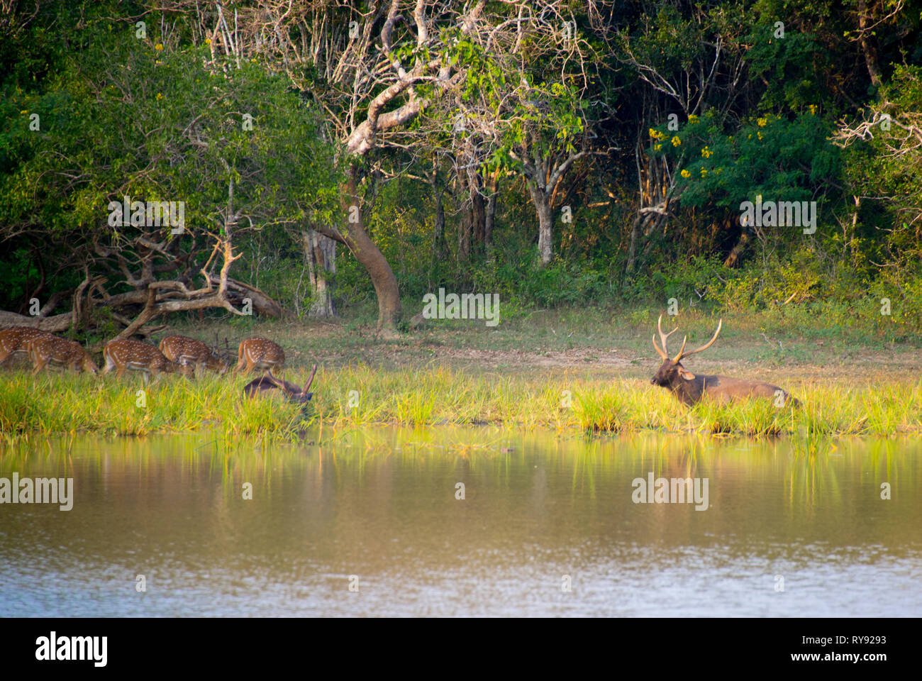Asia, Sri Lanka, Yala National Park, Sri Lankan sambar deer , Rusa ...