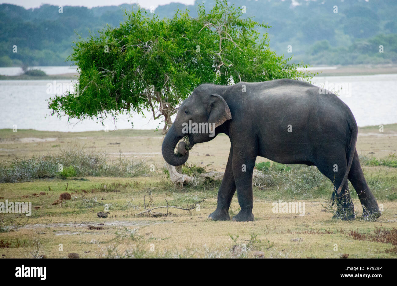 Sri lanka rivers hi-res stock photography and images - Alamy