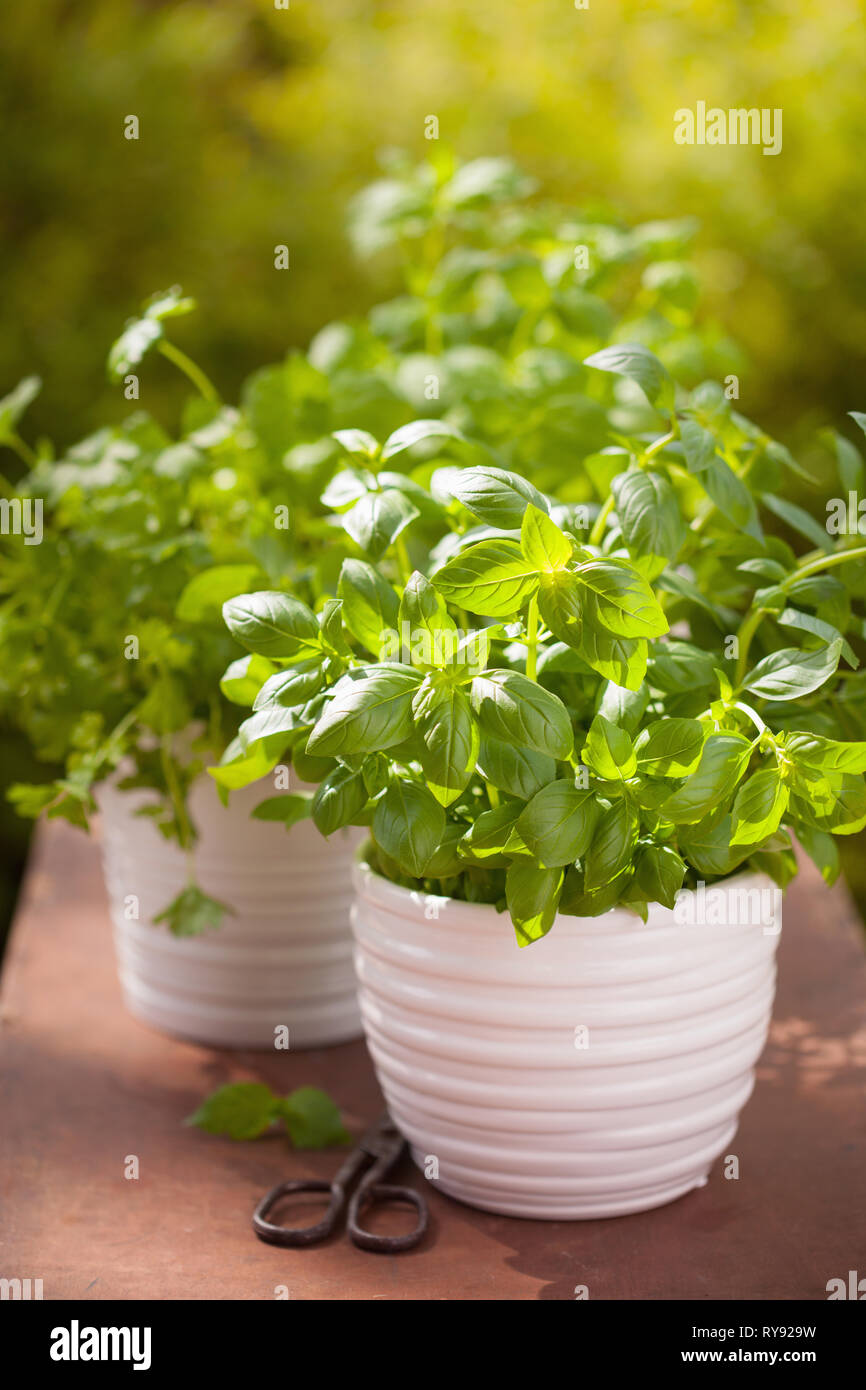fresh basil parsley mint herbs in garden Stock Photo - Alamy