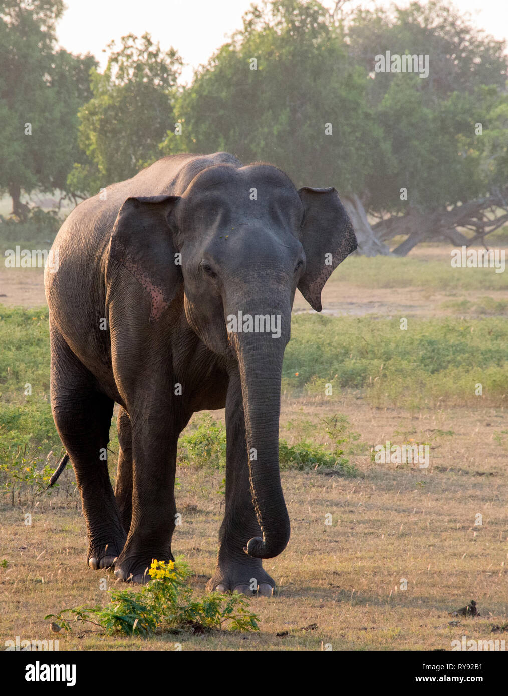 Asia, Sri Lanka, Yala National Park, Sri Lankan elephant Stock Photo ...