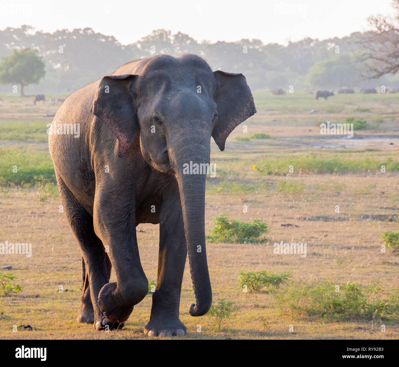 Asia, Sri Lanka, Yala National Park, Sri Lankan elephant Stock Photo ...