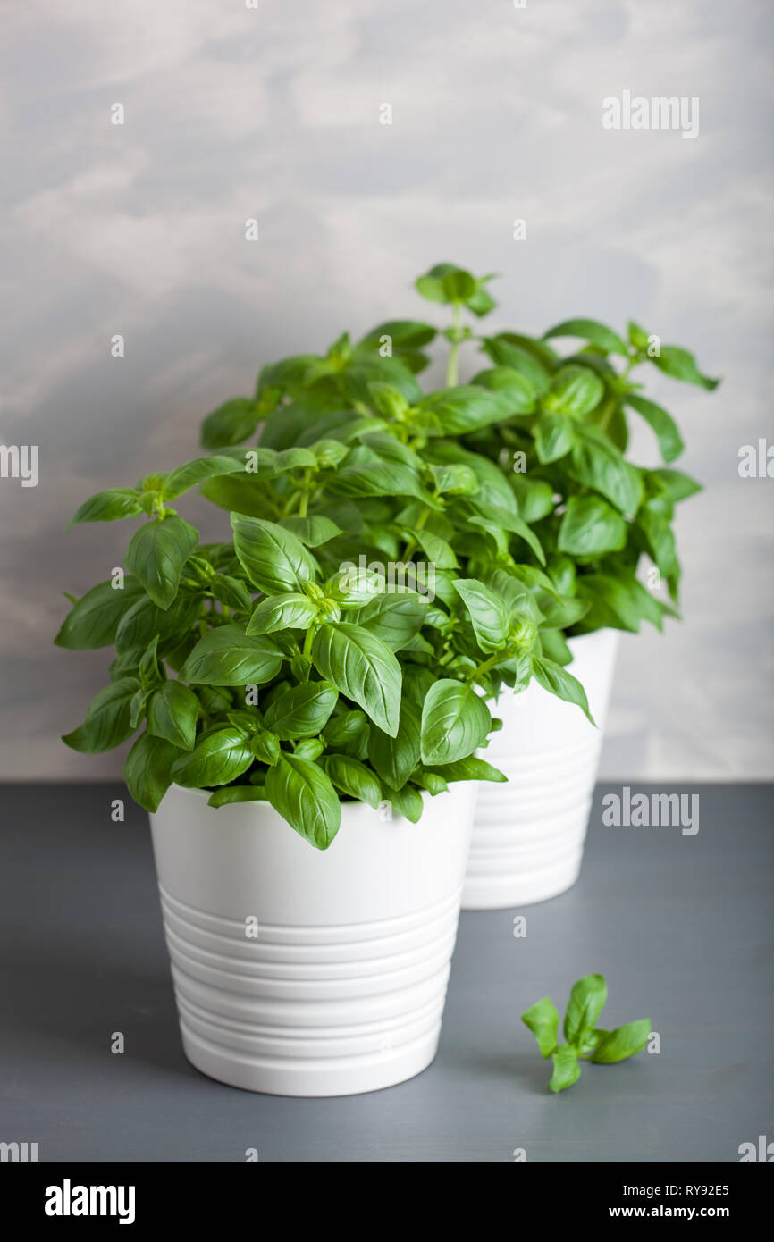 fresh basil herb in pot Stock Photo - Alamy