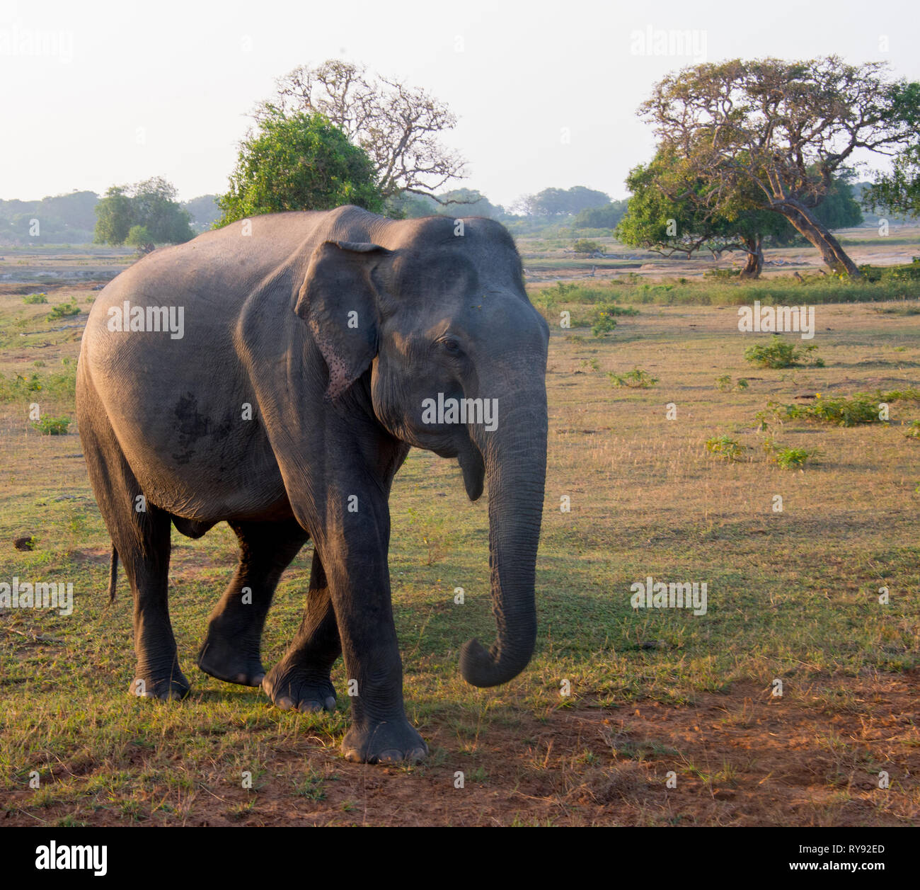 Asia, Sri Lanka, Yala National Park, Sri Lankan elephant Stock Photo ...