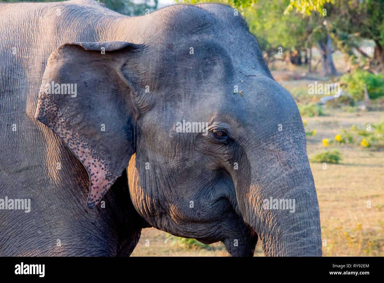 Asia, Sri Lanka, Yala National Park, Sri Lankan elephant Stock Photo ...