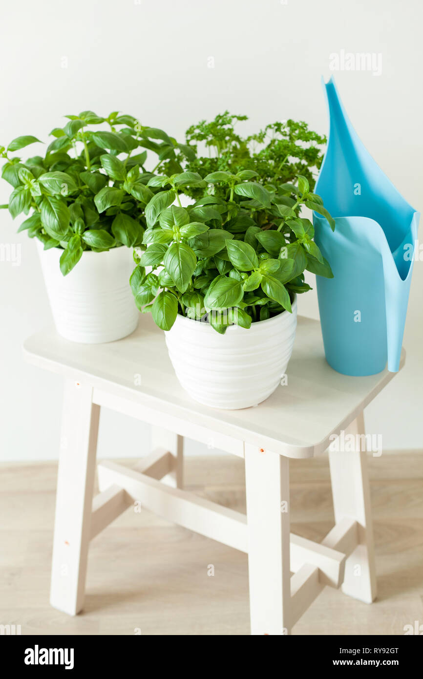 fresh basil and parsley herb in flowerpots Stock Photo - Alamy