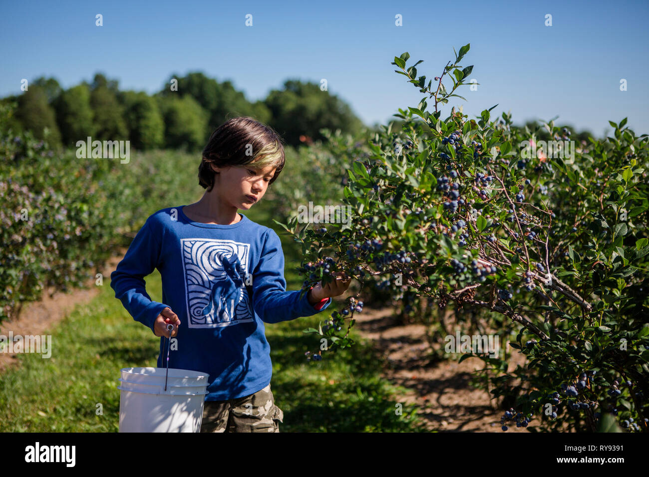 Boy picking blueberries from plants at farm during sunny day Stock ...