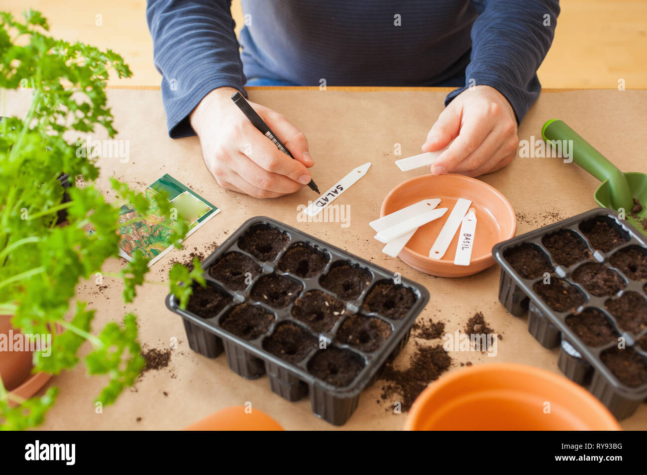 gardening, planting at home. man sowing seeds in germination box Stock ...