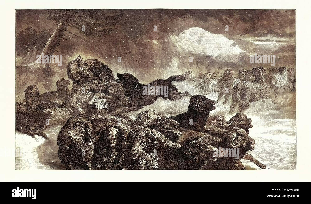 A Stampede from a Wolf, in the Exhibition of the Royal Academy 1867 ...