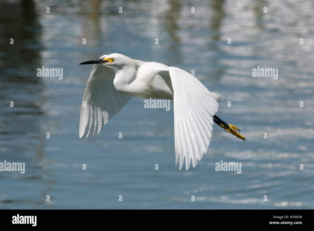 Snowy egret (Egretta thula) flying over Rose Marina, Marco Island ...