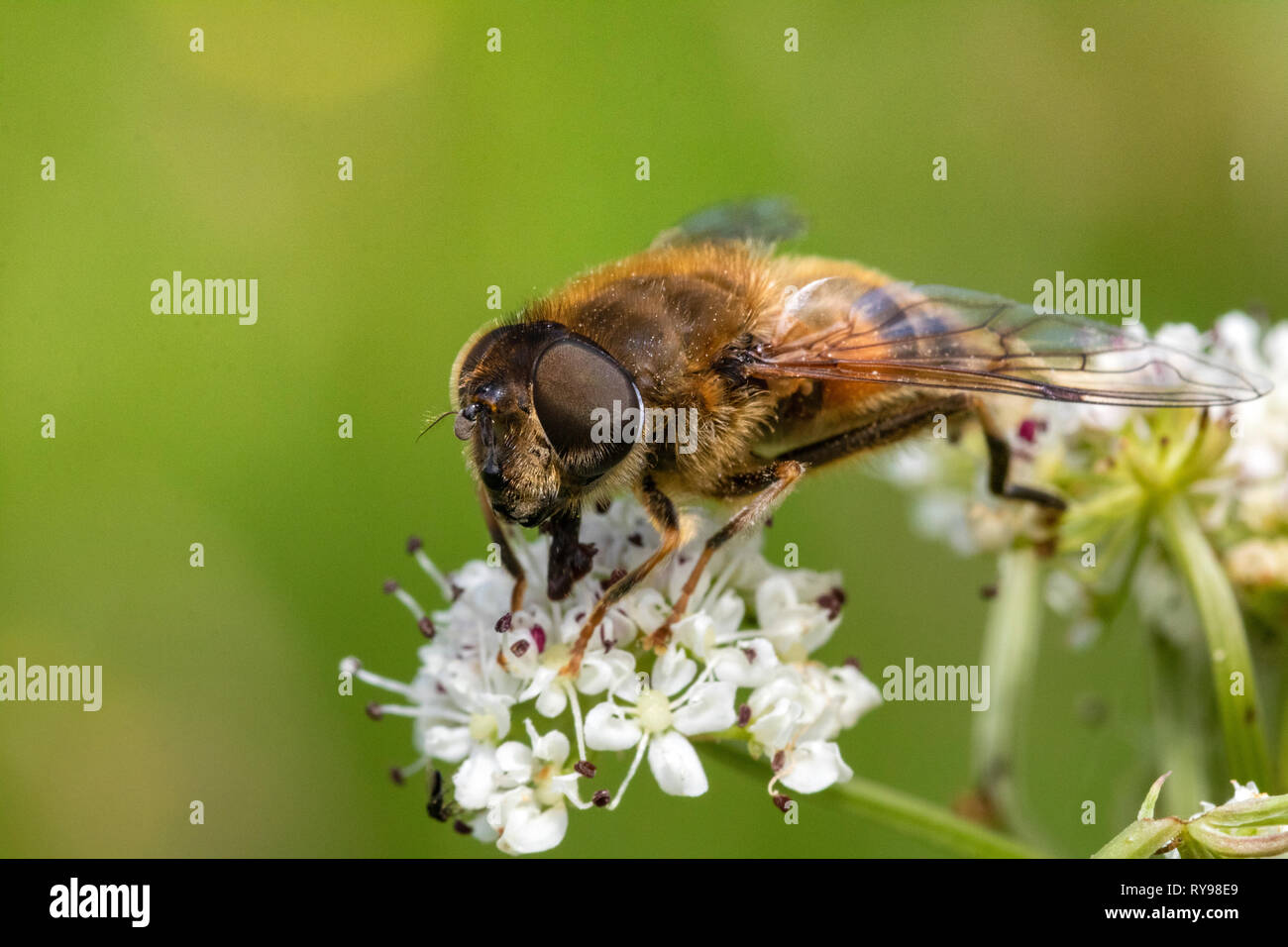 Diptera life cycle hi-res stock photography and images - Alamy