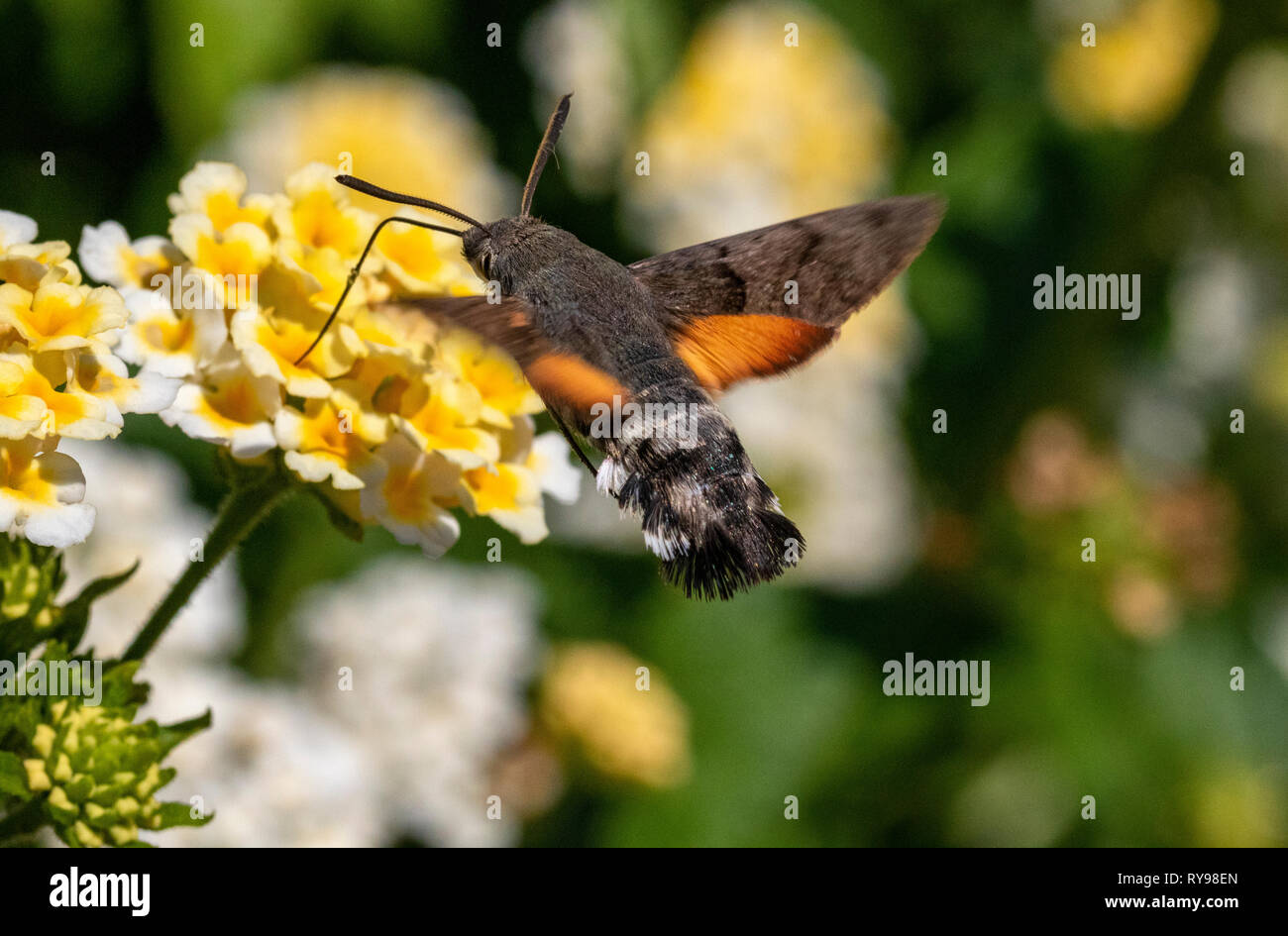Colourful Moth Stock Photos & Colourful Moth Stock Images - Alamy