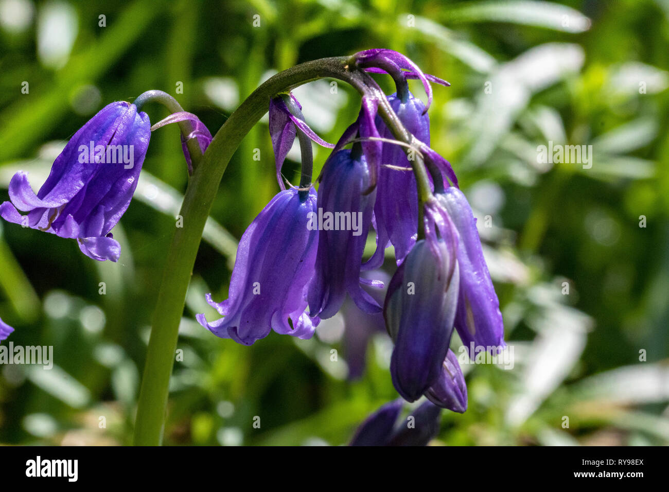 Close up Detail of a Single Bluebell Flower (Hyacinthoides non-scripta ...