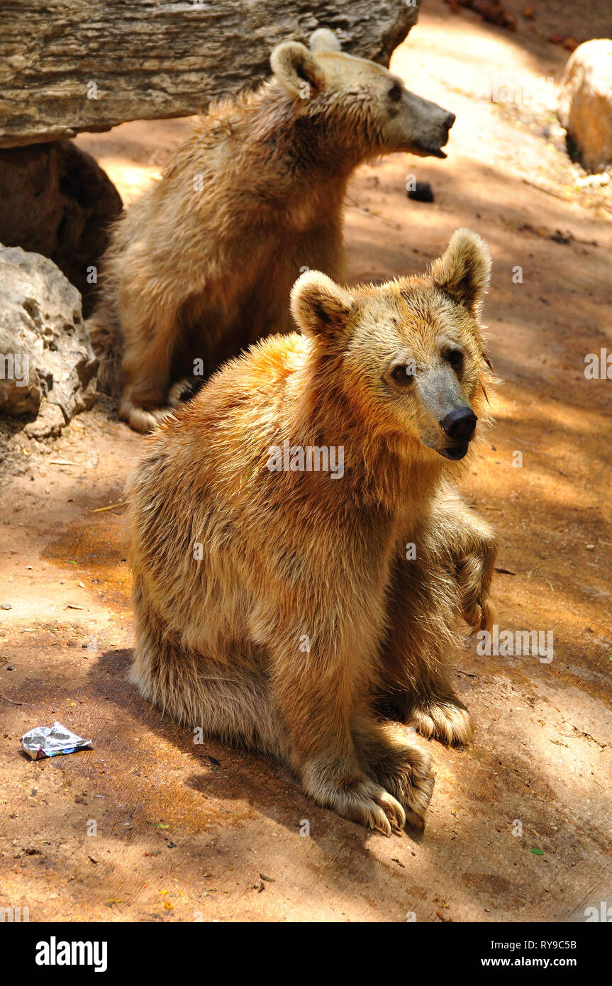 Brown bears in safari park. Central Israel Stock Photo - Alamy