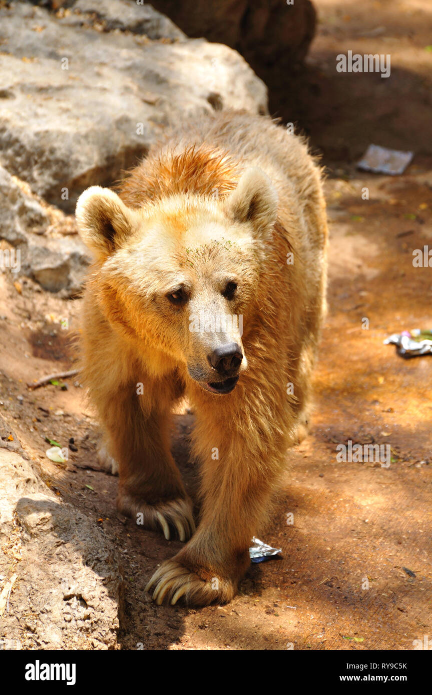 Brown bear in safari park. Central Israel Stock Photo - Alamy