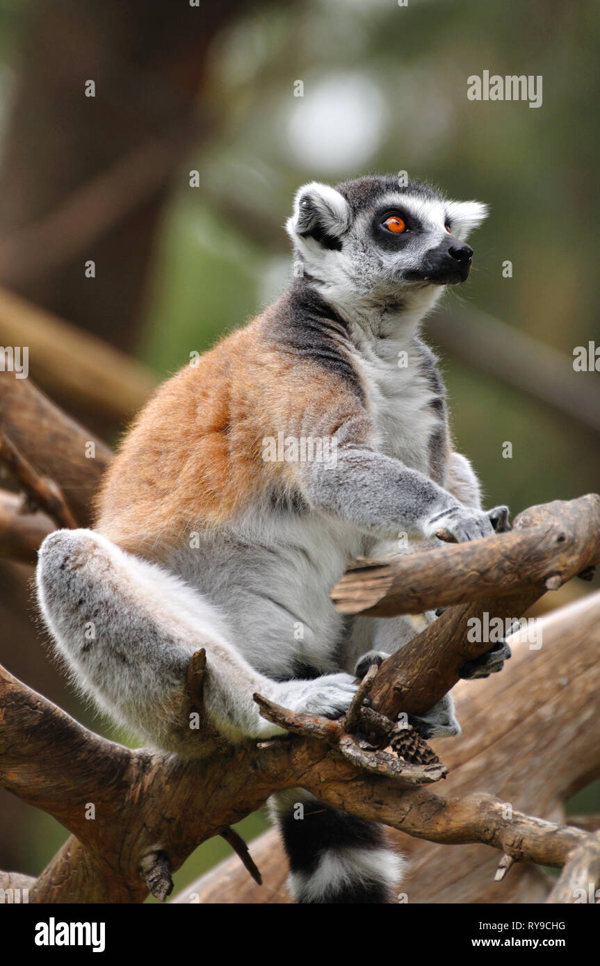 Lemur sitting on the tree in safari park. Central Israel Stock Photo ...