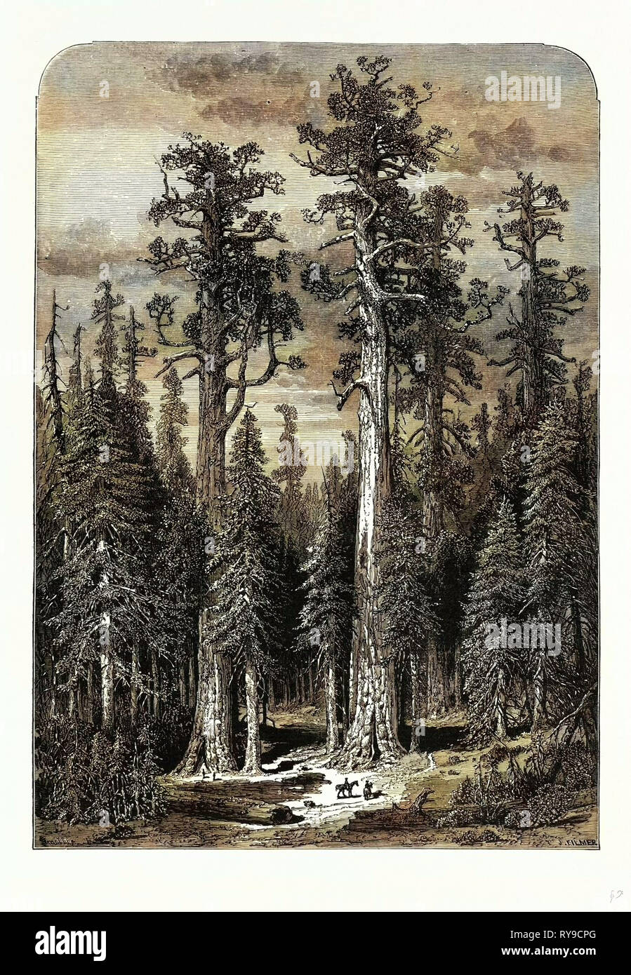 Forest of giant trees hi-res stock photography and images - Alamy