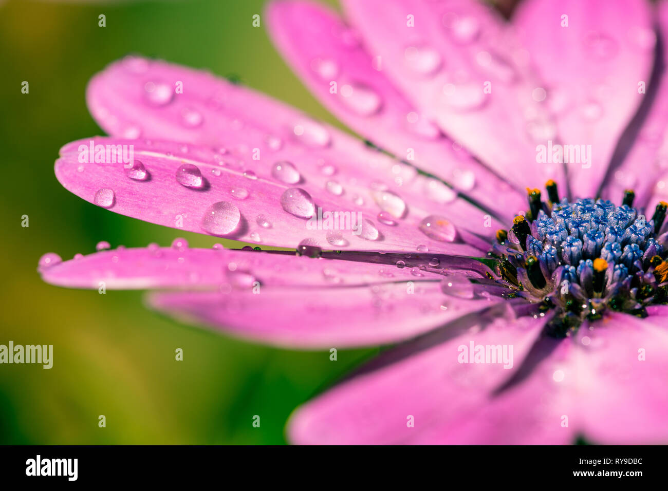 Summer spring colors hi-res stock photography and images - Alamy